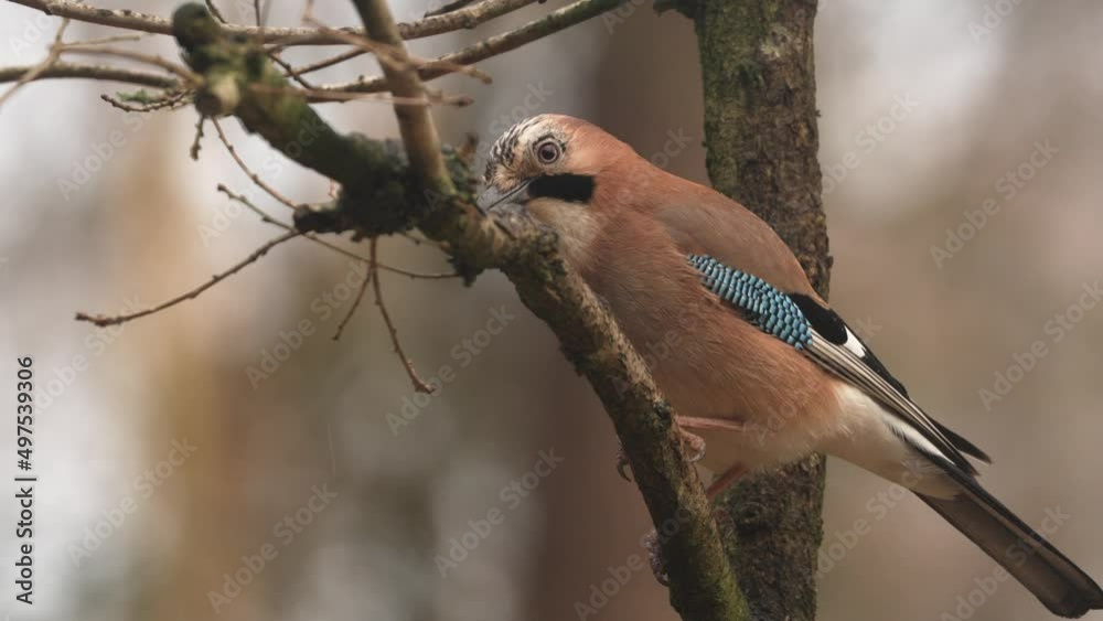 Video Stock A stationary close footage of a Jay. It is a member of a ...