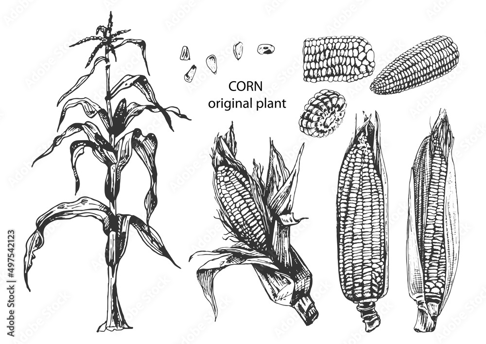 corn original plant, elements for packaging, labels, production Drawing ...