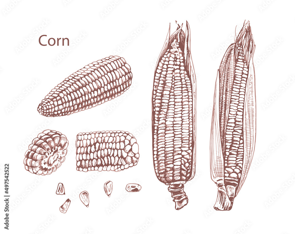 corn, cereal plants, label design Detailed sketch of corn, vector ...