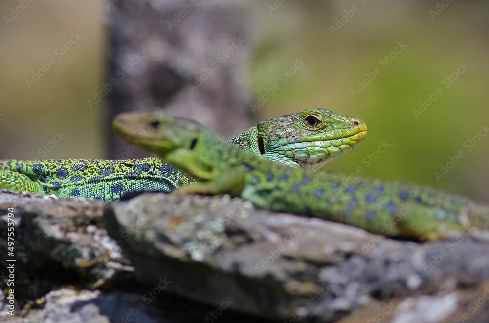 Couple of ocellated lizards (Timon lepidus) standing on a rock. Male ...