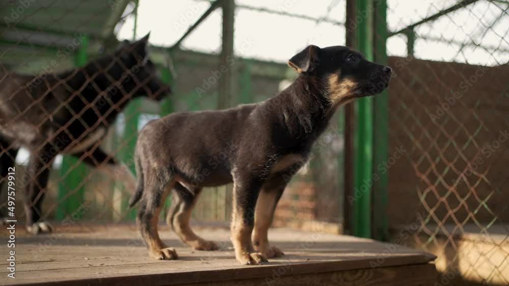 Homeless puppy being adopted from stray and homeless pets shelter Stock ...