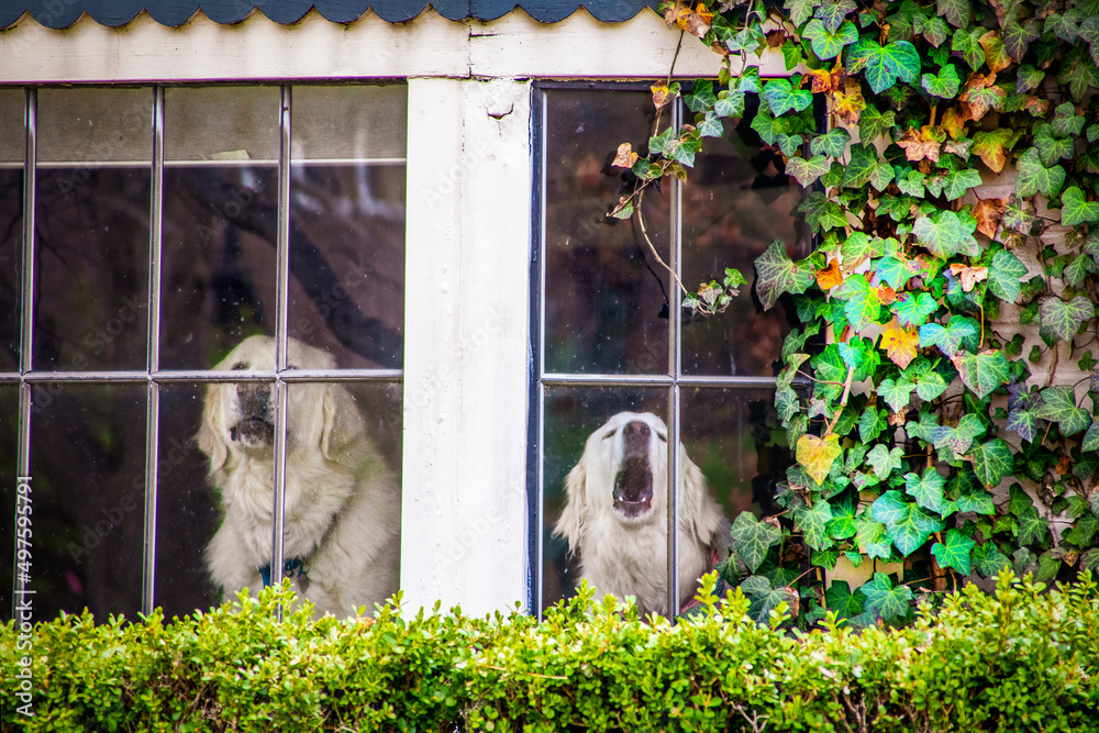 Two white dogs in an ivy framed window guarding and barking at what ...