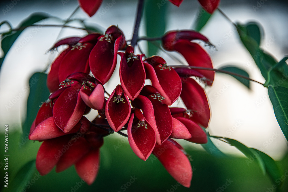 Ceiba flowers, the national flower of Argentina and Uruguay. In the ...