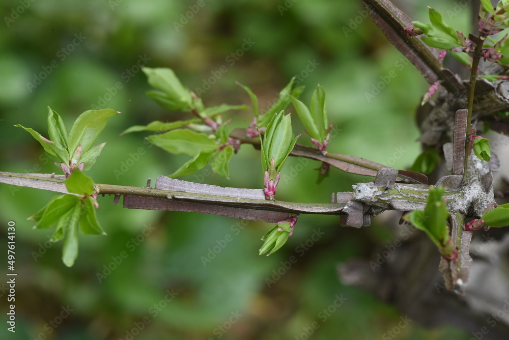 Winged spindle tree Sprout. Celastraceae deciduous shrub. The world's ...