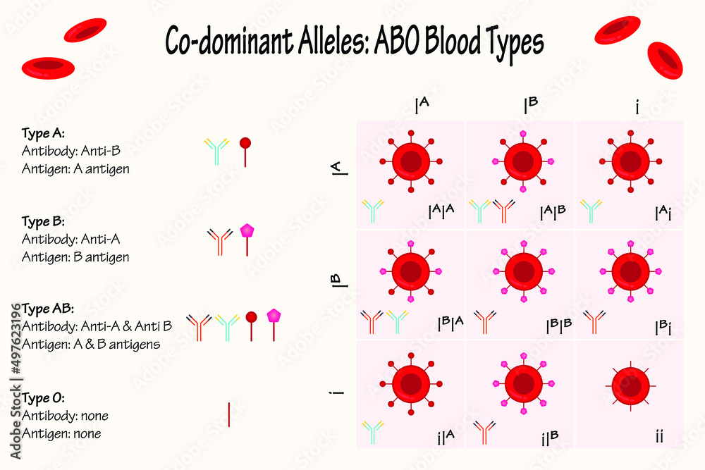 Codominant Alleles: ABO Blood Types Punnett Square vector de Stock ...