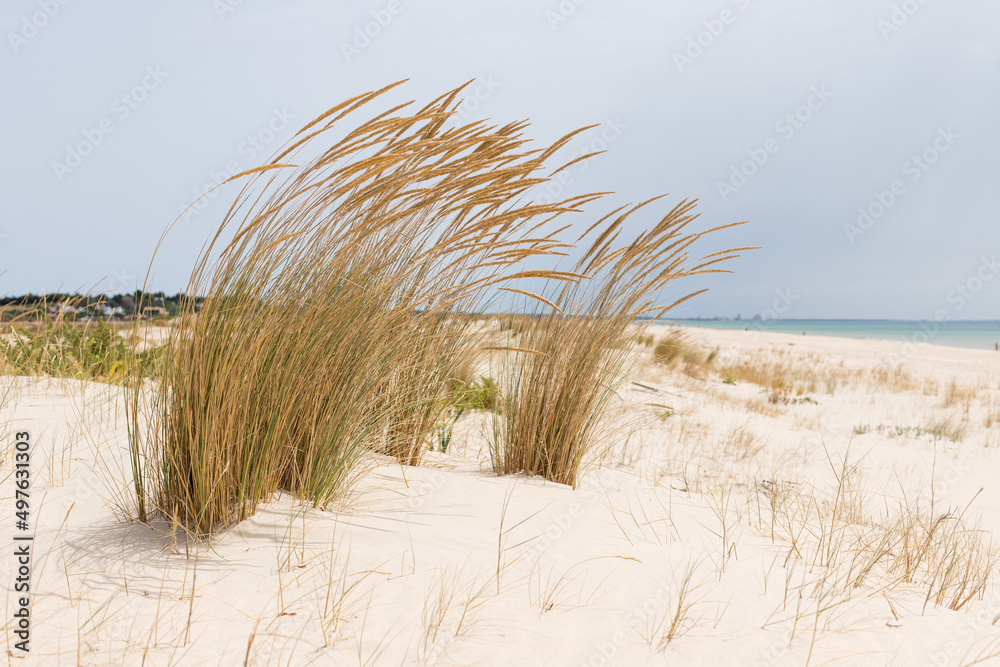 Ammophila arenaria. Sand dunes on the beach, Ria Formosa, Algarve Stock ...