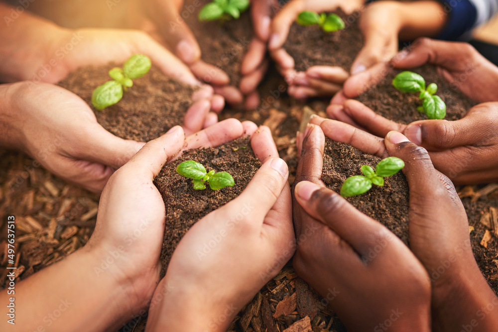 From seeds to trees. Cropped shot of a group of people holding plants ...