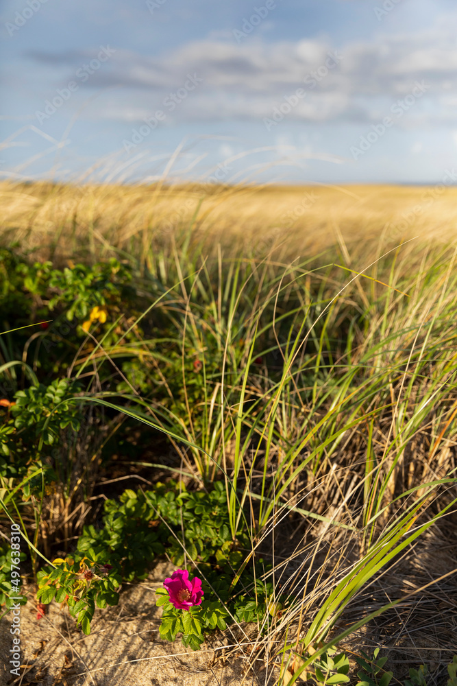 Rosa Rugosa Flower in Cape Cod Beach Dune Landscape Stock Photo | Adobe ...