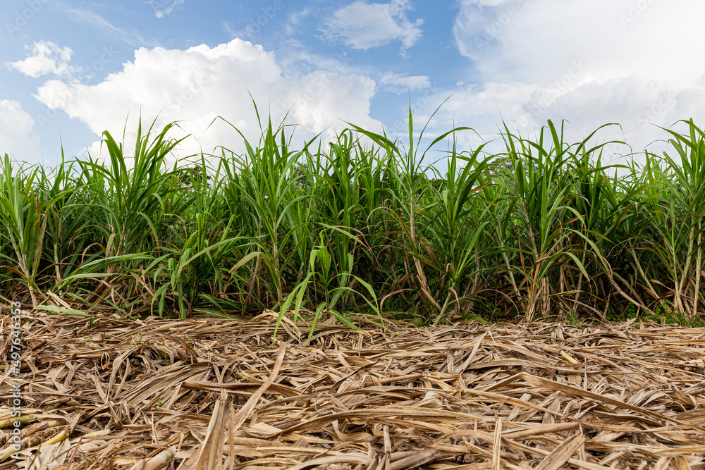 field of sugar cane with the ground covered by dry cane Stock Photo ...