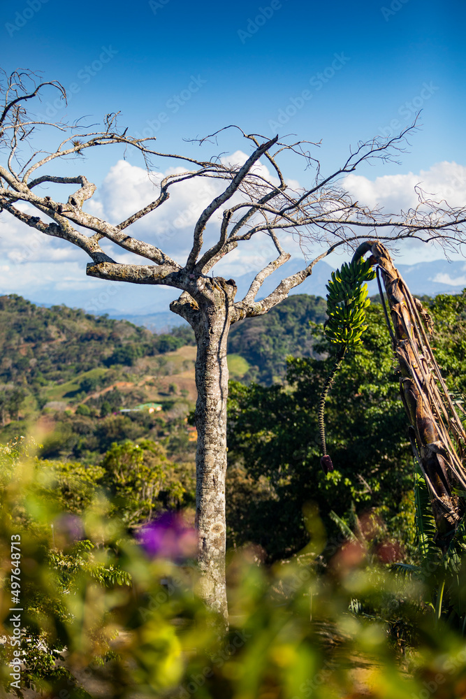 Costa Rican bananas in tree in Rainforest foto de Stock | Adobe Stock