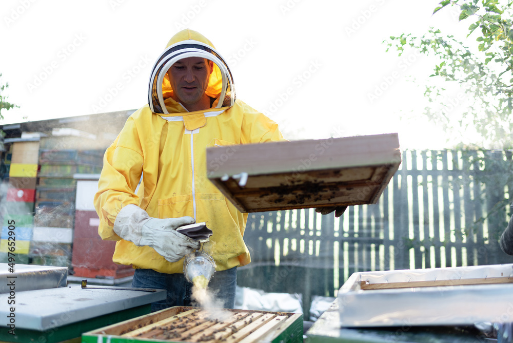 Professional beekeeper working outdoors and wearing the protective ...