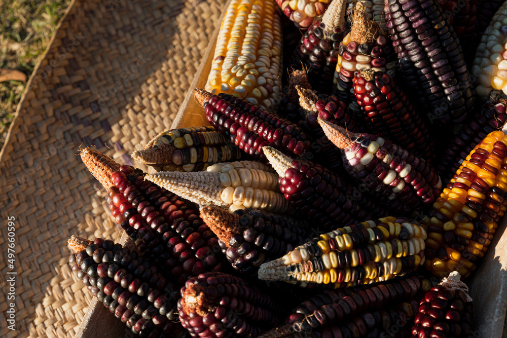 corns of different colors over a mat Stock Photo | Adobe Stock