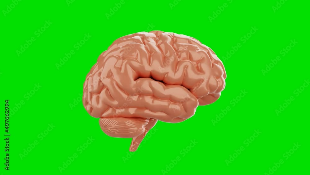 Seamless looping of brain on isolated green screen chroma key ...