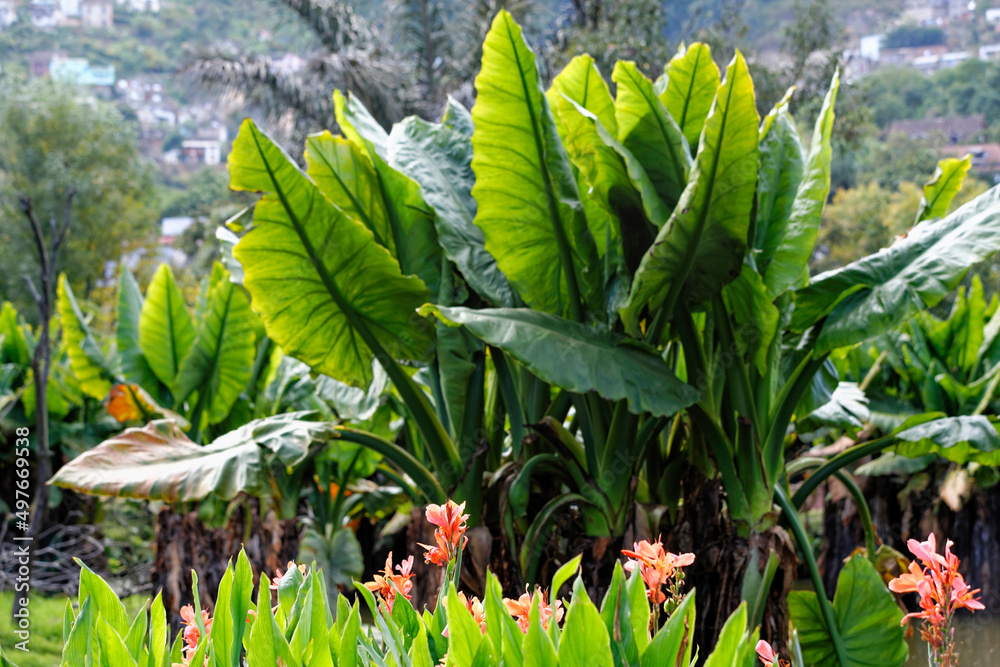 Végétation tropicale en zone humide à Madagascar Stock Photo | Adobe Stock