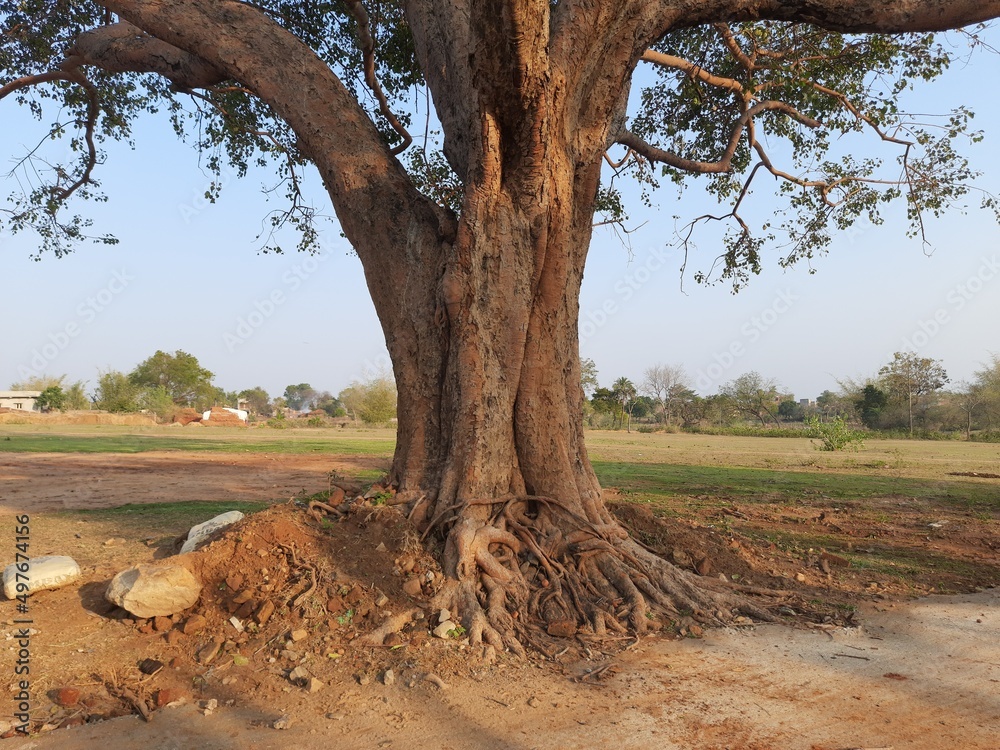 Fotka „Giant peepal tree in India. It's other name bodhi tree, pippala ...