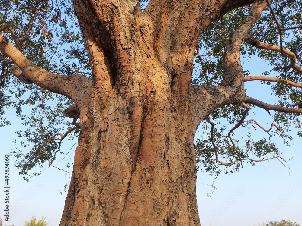Giant peepal tree in India. It's other name bodhi tree, pippala tree ...