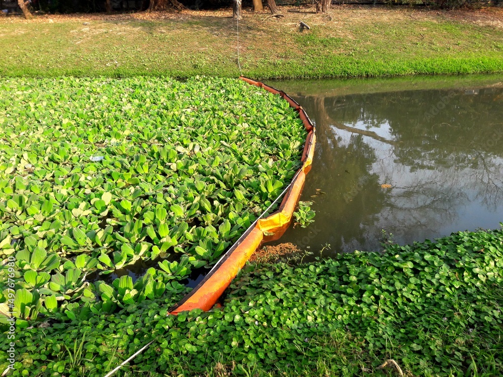 Pistia stratiotes Linn, growing fast and covering the lake. Daping is a ...