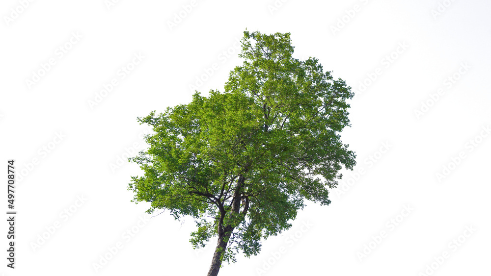 Natural tall green big tree isolated on white background with clipping ...
