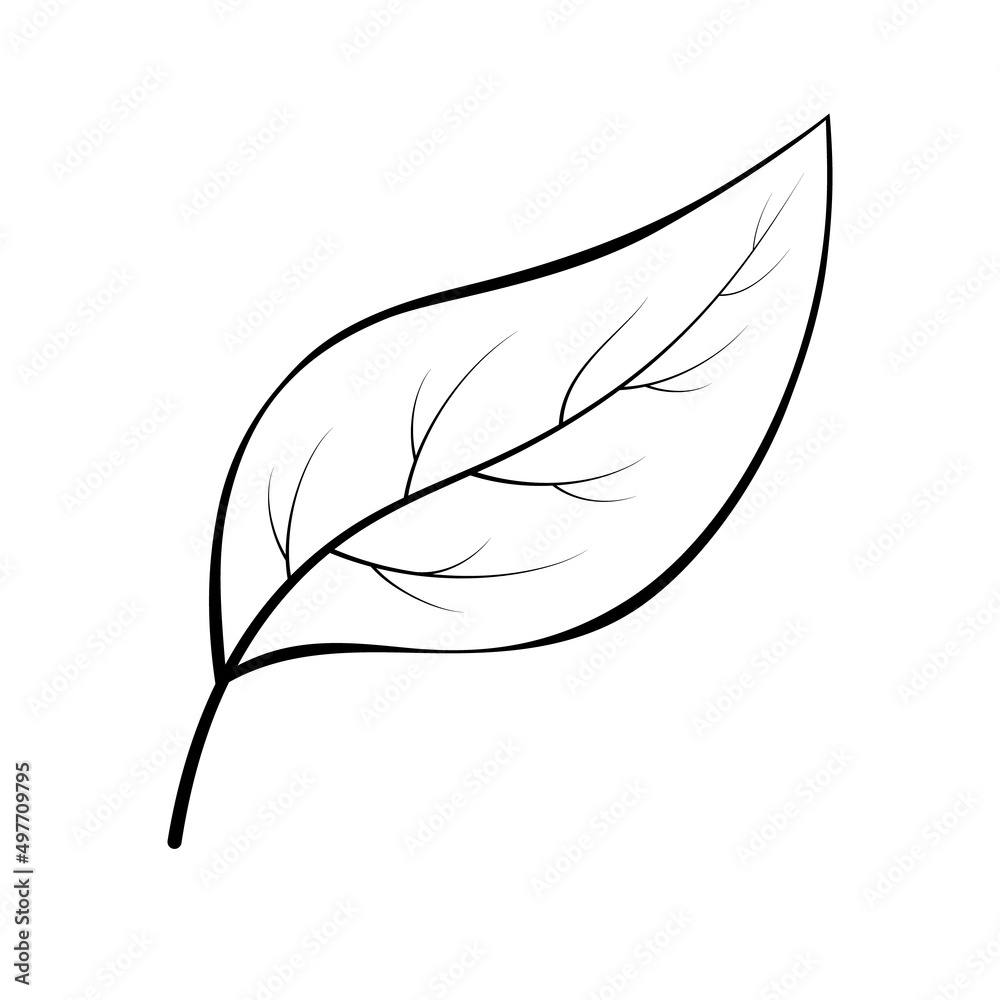 Simple plant leaf line art. Continuous line drawing with different ...
