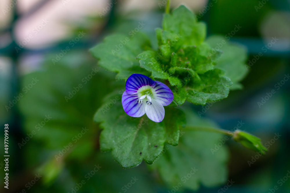 Herbal plant of Veronica persica the common names are birdeye speedwell ...