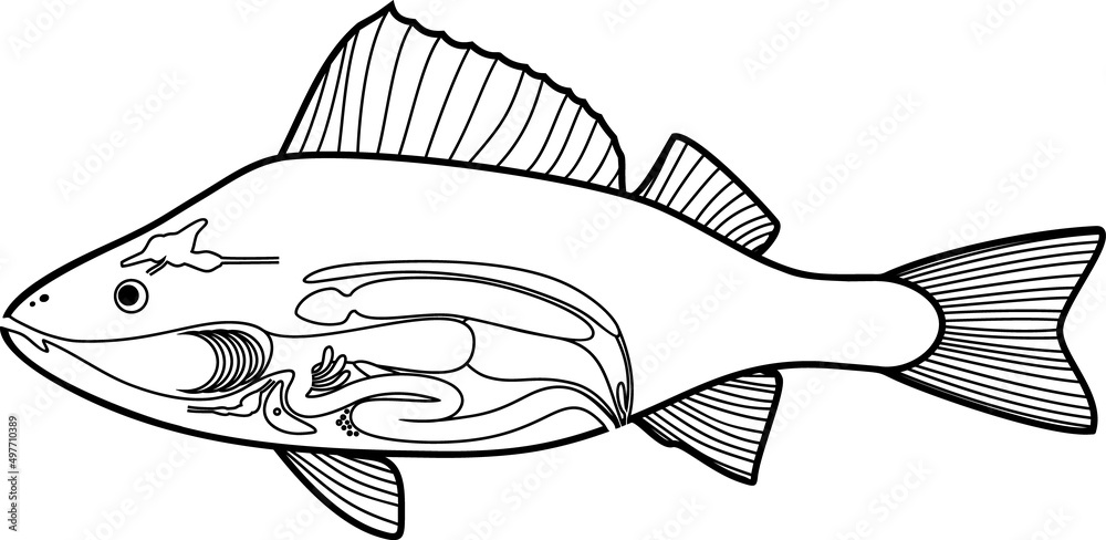 Coloring page with scheme of internal anatomy of fish. Educational ...