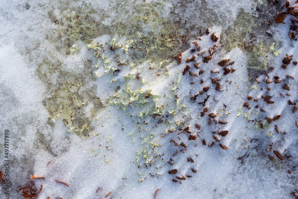 The frozen winter tundra in the Arctic. Moss, lichen and small plants ...