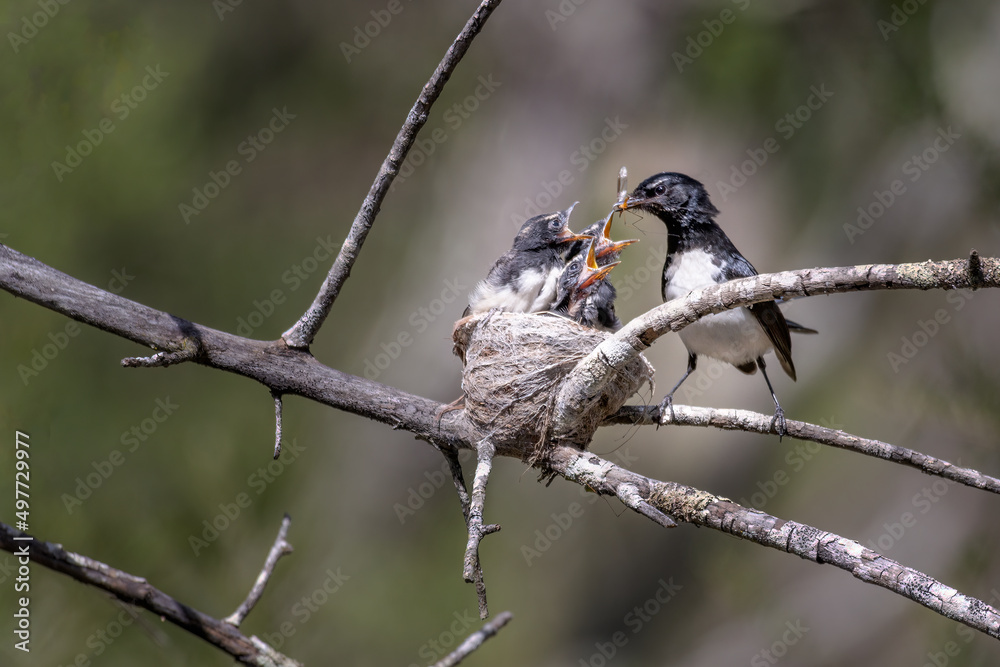 A Willie Wagtail (Rhipidura leucophrys), an Australian fantail, taking ...