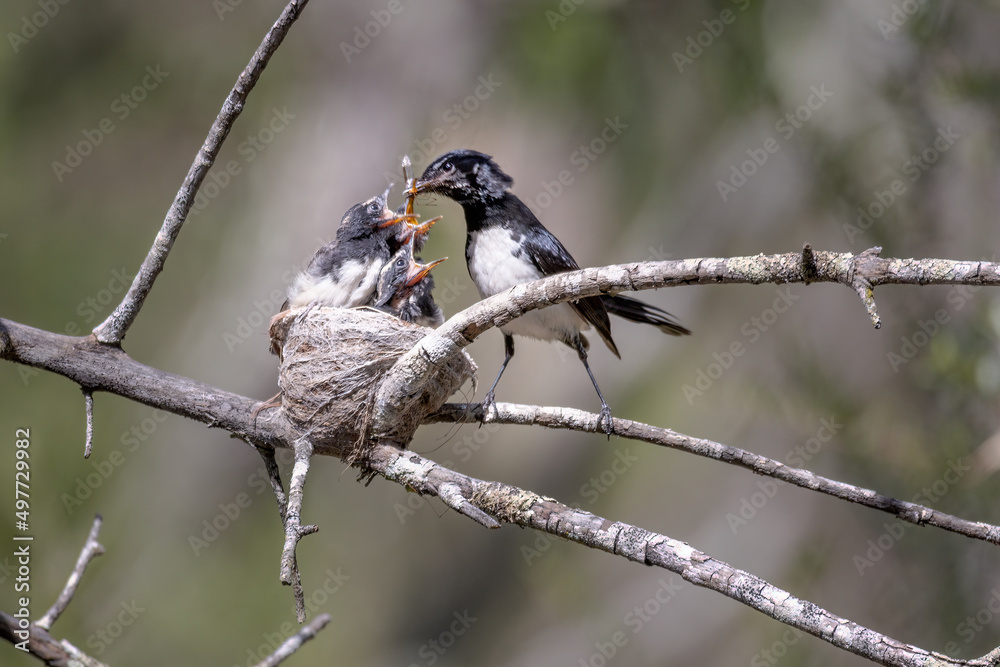 Willie Wagtail (Rhipidura leucophrys), an Australian fantail, feeding ...