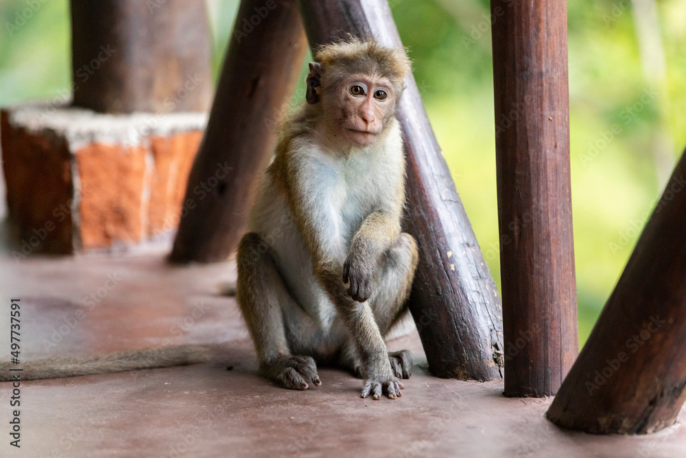 Sri Lanka. Ella. The Ceylon macaque isa primate of the marmoset family ...