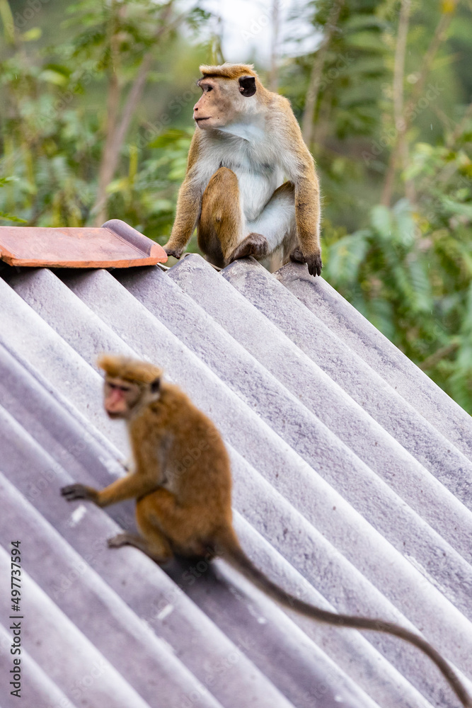 Sri Lanka. Ella. The Ceylon macaque isa primate of the marmoset family ...