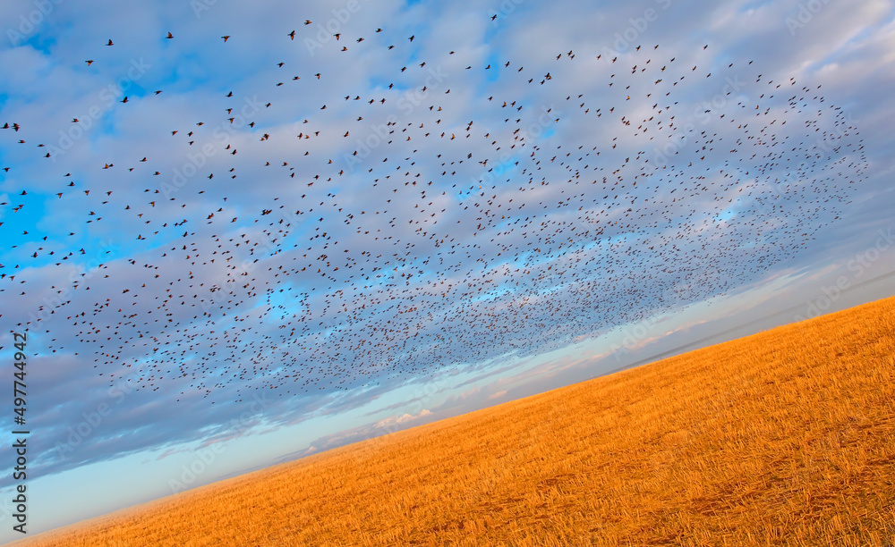 Foto de Oblique frame concept - Beautiful large flock of starlings ...