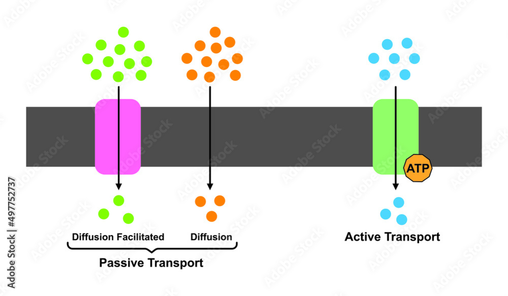 Scientific Designing Of Cellular Transport. Active And Passive ...