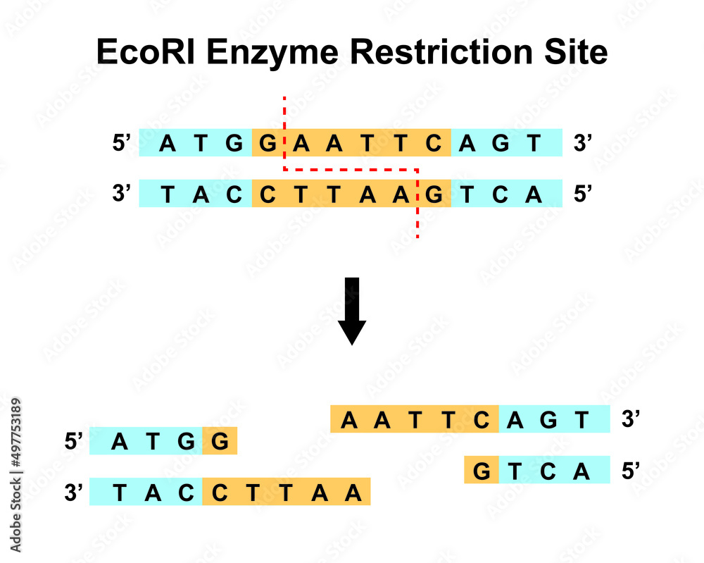 EcoRI Enzyme Restriction Site. Vector Illustration. Stock Vector ... EcoRI Enzyme Restriction Site. Vector Illustration. Stock Vector ...