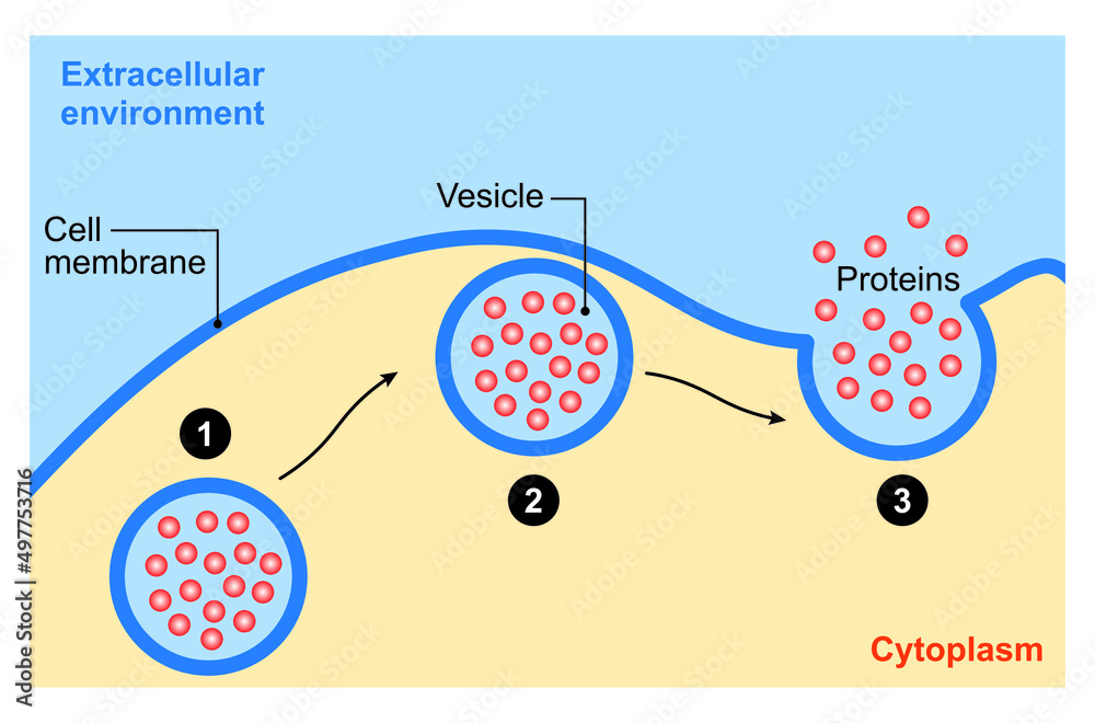 Exocytosis Steps