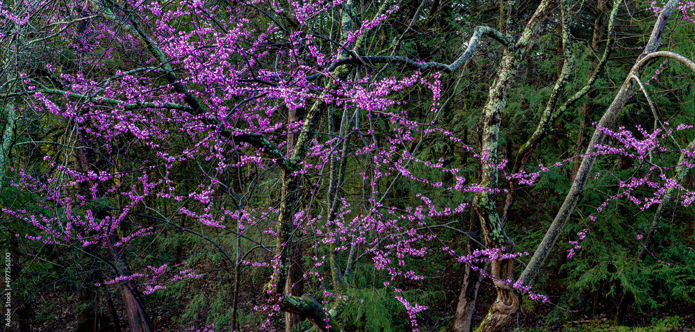 Eastern redbud tree flowers (Cercis canadensis) and lichen-covered tree ...