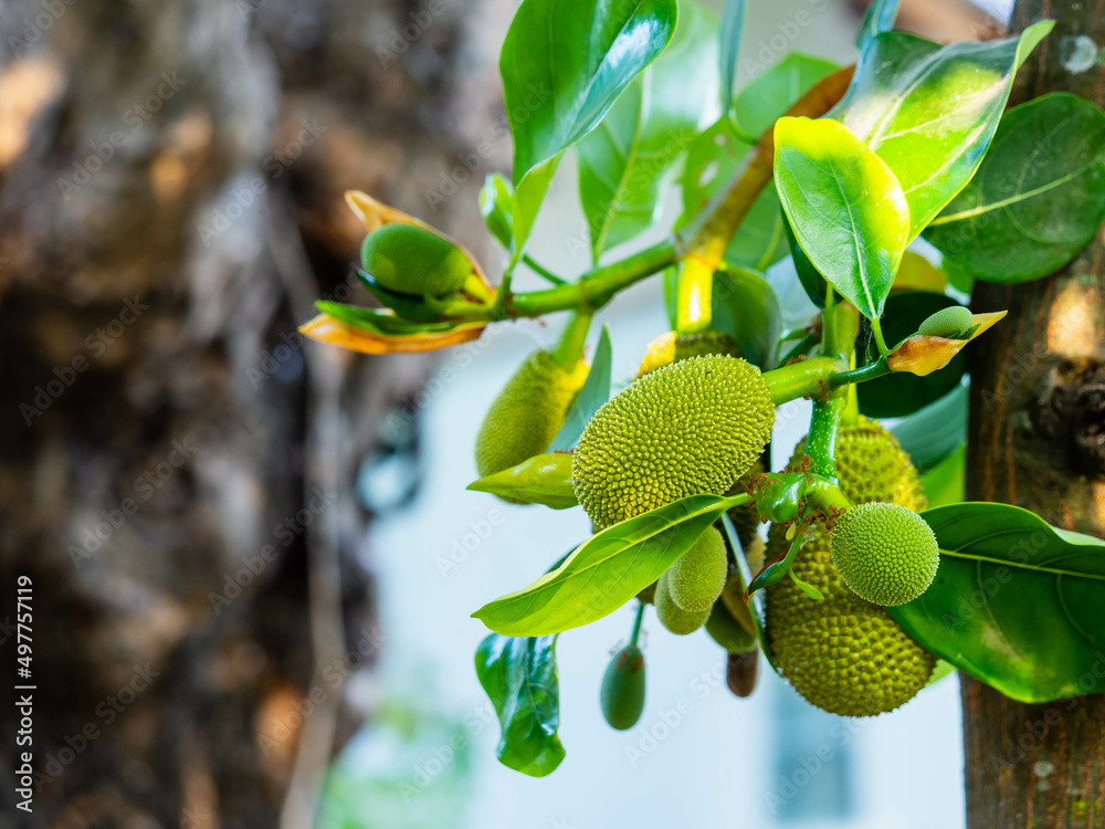 Small Jackfruit growing on the tree, Jackfruit is Delicious sweet fruit ...