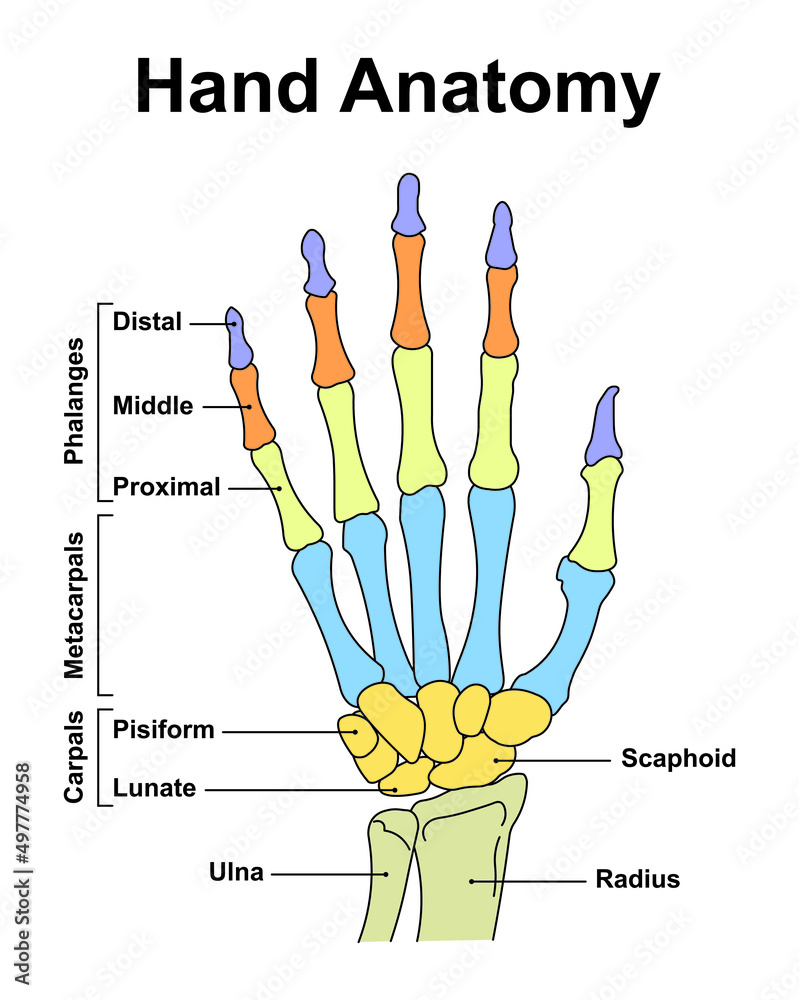 Scientific Designing Of Hand Anatomy Bones And Joints Of The Hand And