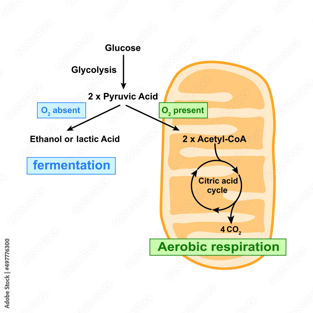 Aerobic Respiration