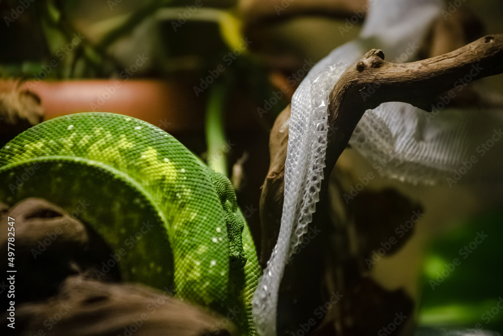 A green snake on a branch. The snake shed its old skin. A close-up ...