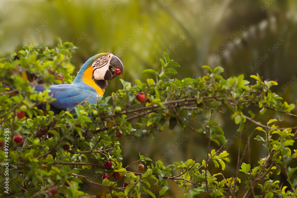 Arara azul e amarela do Brazil comendo acerola na árvore Stock Photo ...