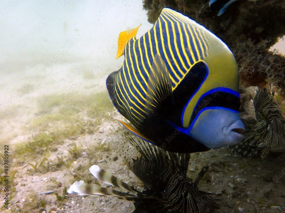 emperor angel fish of the red sea Stock Photo | Adobe Stock