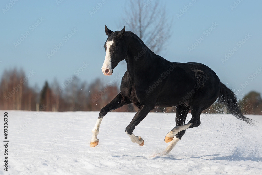 Magnificent black akhal teke stallion with four white legs running and ...