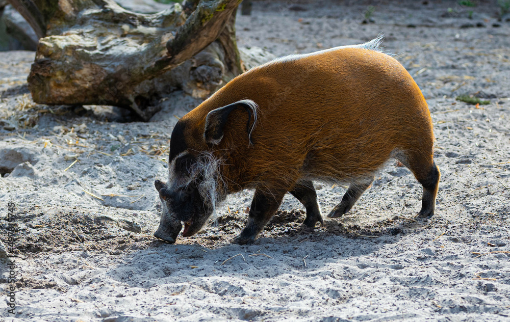 red river brush hog walks in a savanna reserve in search of food in a ...
