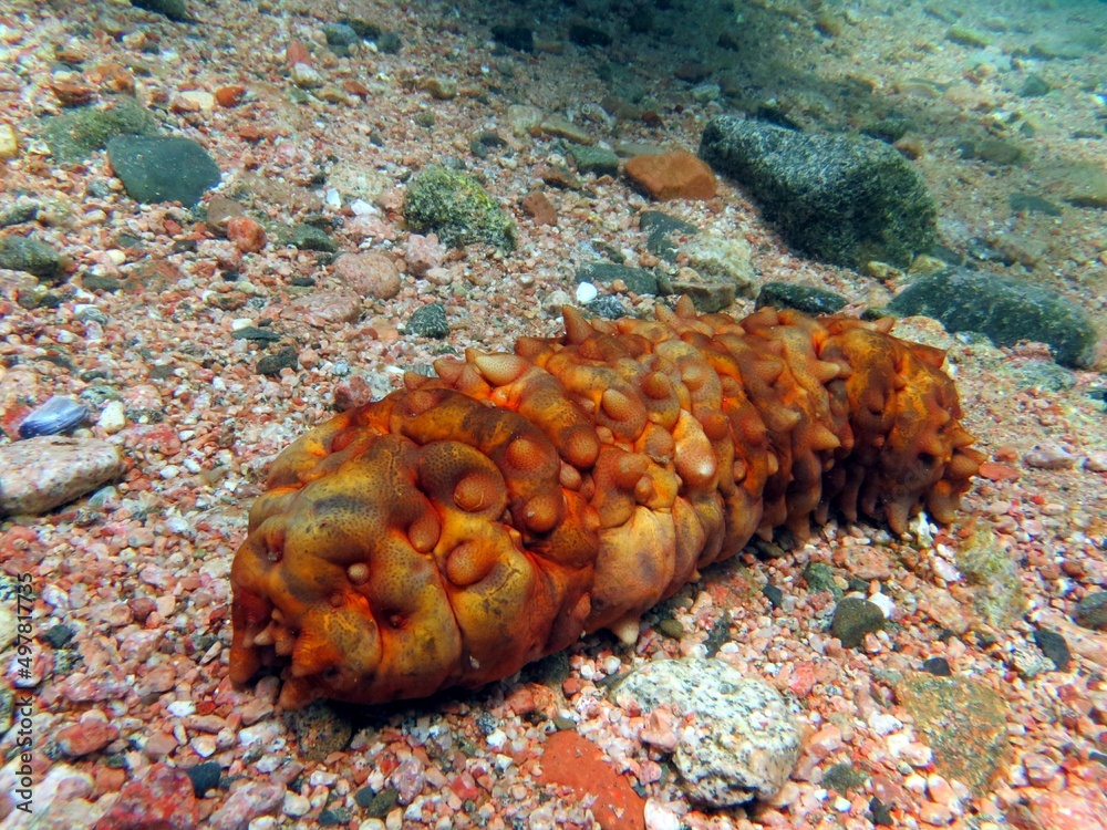 red sea cucumber in shallow water of red sea Stock Photo | Adobe Stock