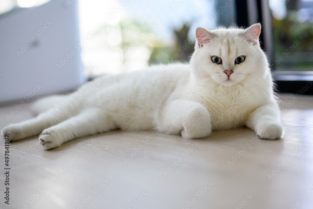 Beautiful Silver Cat With Blue Eyes
