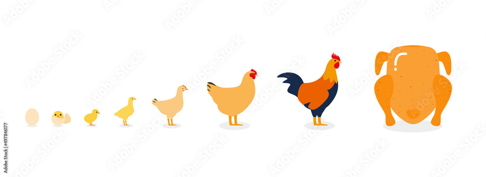The life of a chicken, different ages of chicken, vector illustration ...