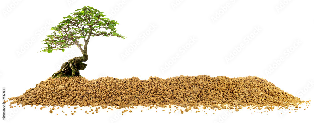Akadama Soil Banner isolated on white with Bonsai Tree - Granular clay ...