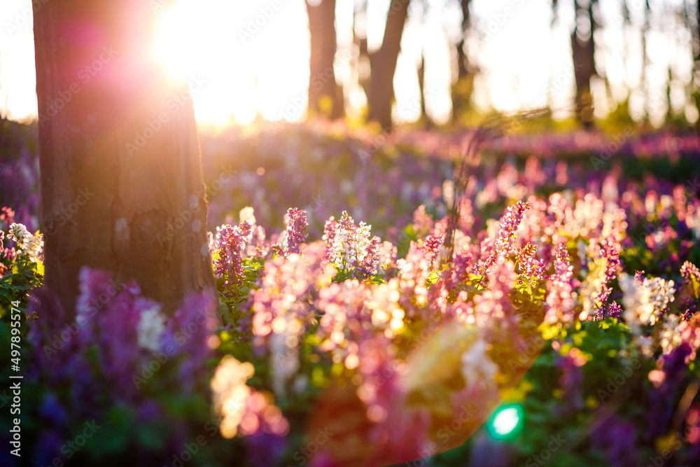 Fantastic forest is covered with Corydalis cava flowers in sunny day ...