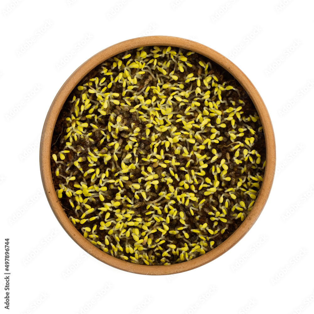 Top view close-up shot of sprouted chia seeds grown in darkness in coco ...