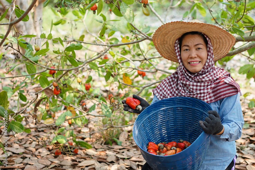 Asian woman gardener works at cashew garden, holds basket of cashew fruits. Economic crop in ...